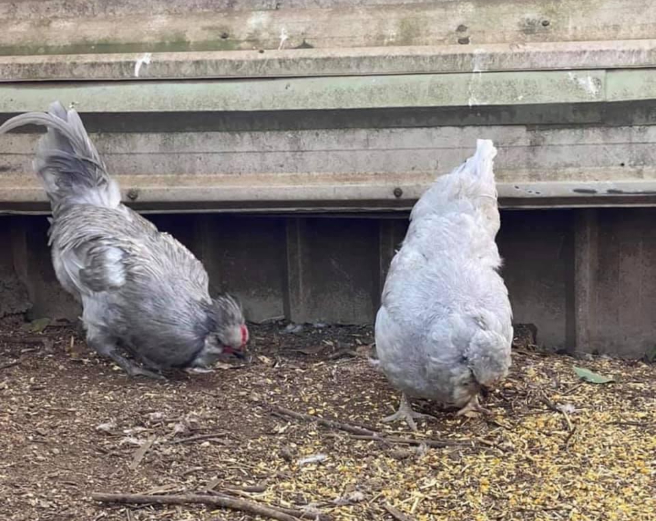 Araucana Chickens - All About Raising Chickens