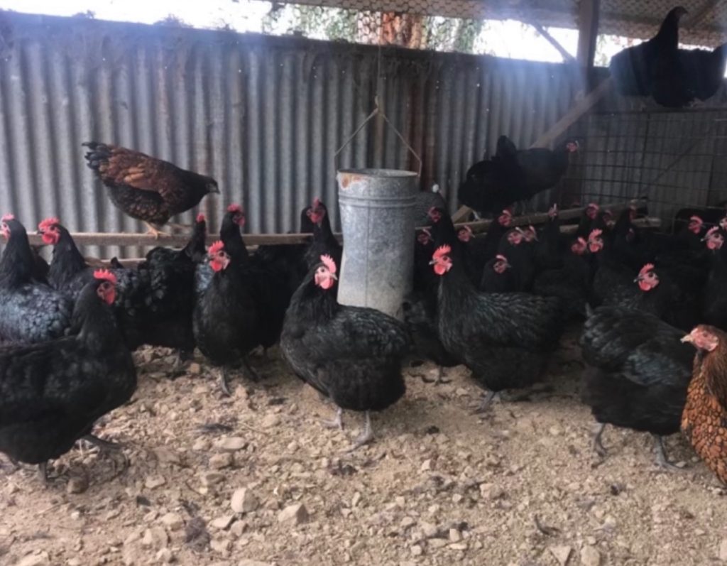Black Australorp Chicken - All About Raising Chickens