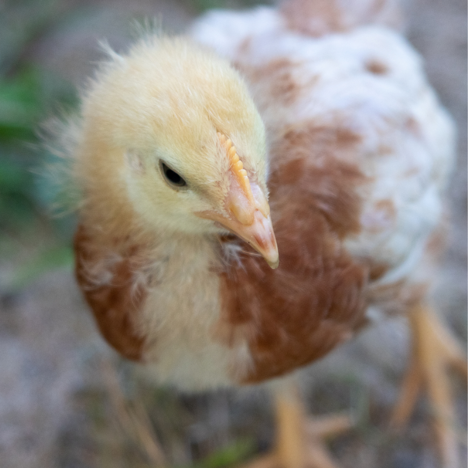 How Many Eggs Do Golden Comet Chickens Lay In A Week All About