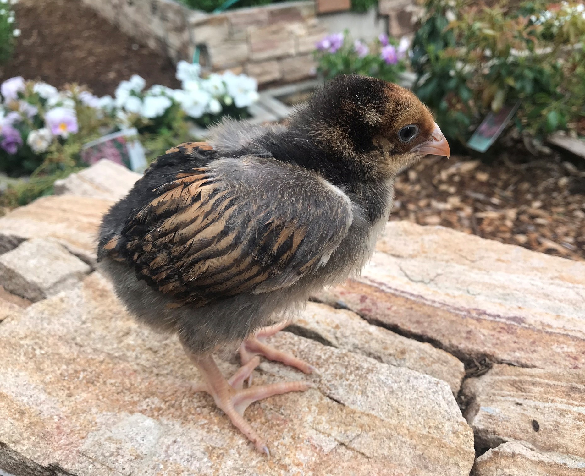 From Fluff to Feathers - 6 Week Old Chicks - All About Raising Chickens
